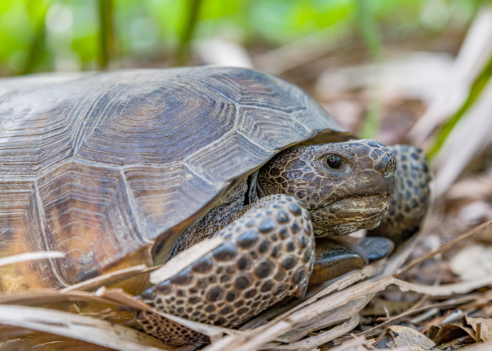 Gopher Tortoise Survey & Gopher Tortoise Removal, Fort Pierce, FL | D&R ...